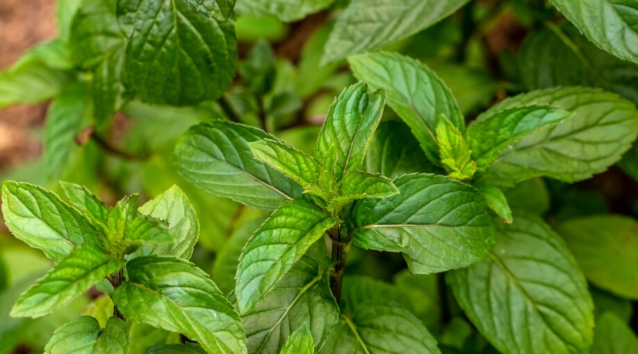 How to Plant, Grow and Care For Peppermint