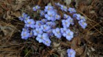 How to Plant, Grow and Care For Twinleaf Flowers