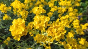 35 Flowers That Will Thrive in Sandy Soil