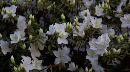11 Tips For Growing Beautiful Azaleas in Containers