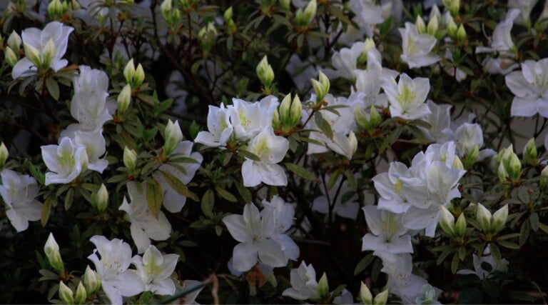 11 Tips For Growing Beautiful Azaleas in Containers