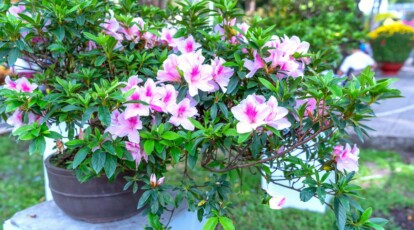 Where Should You Plant Azaleas For Optimal Growth?