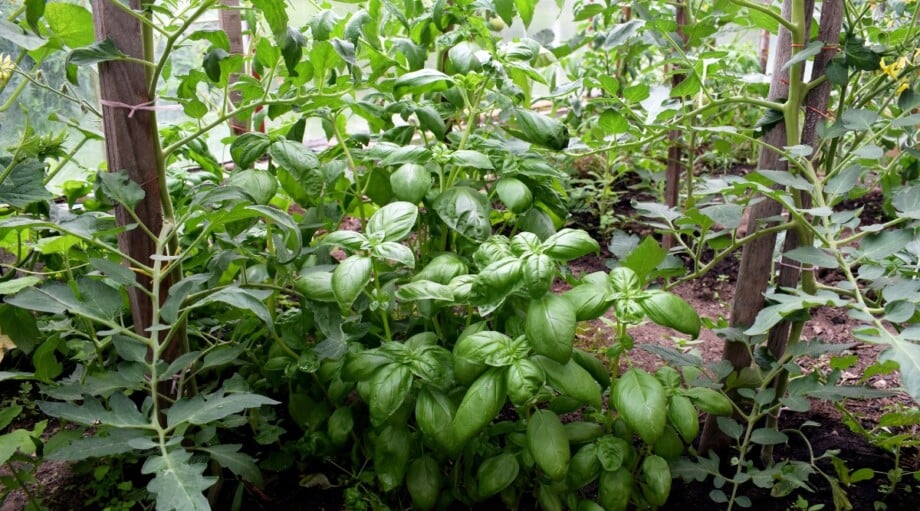 How and When to Harvest Basil This Season