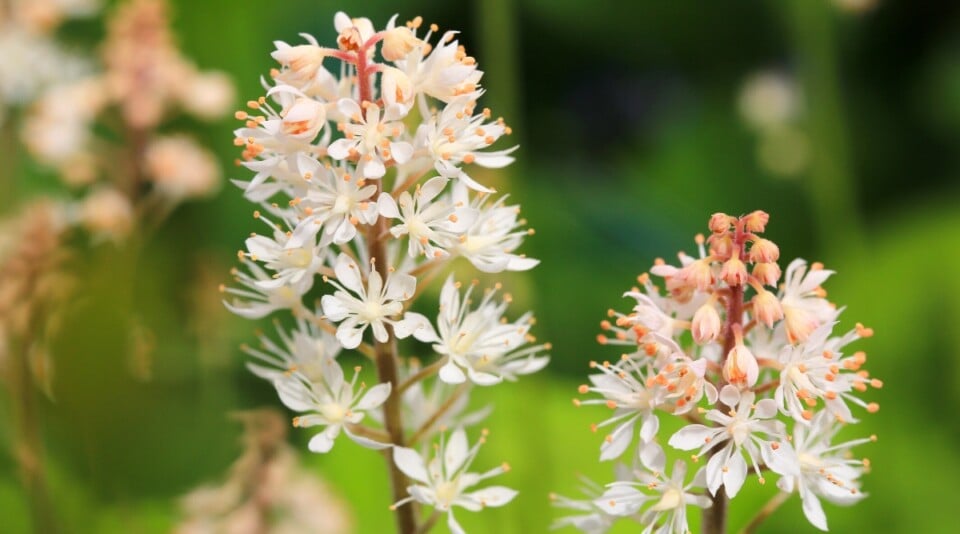 17 Native Plants to Add to Your Shade Garden