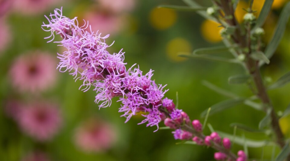 When do Blazing Star Flowers Bloom?