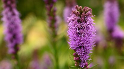 When do Blazing Star Flowers Bloom?