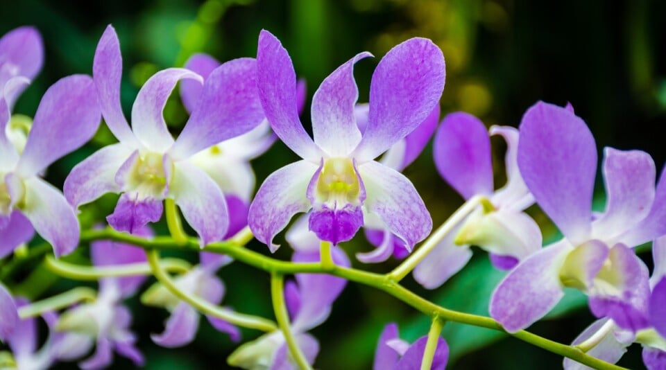 35 Flowers For a Lush, Tropical Garden