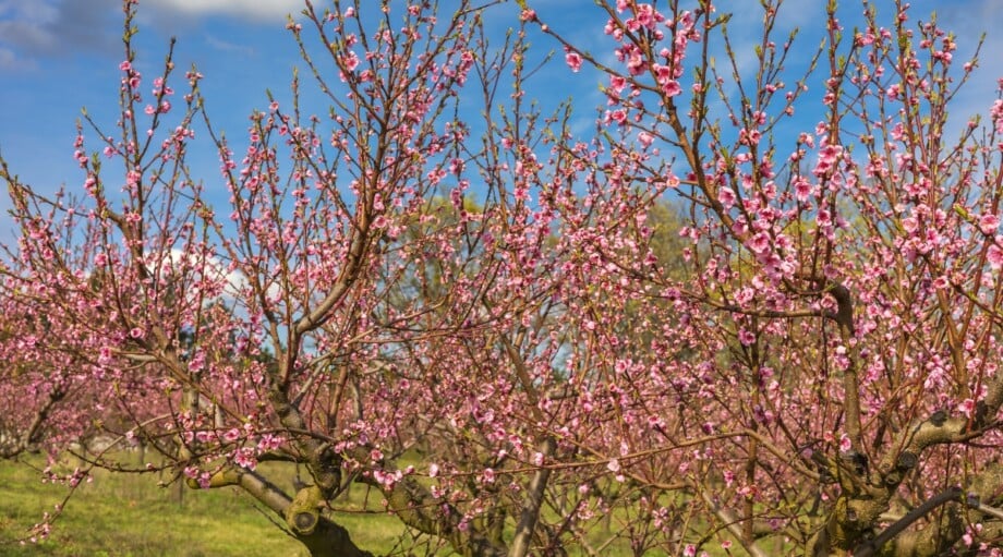 Peach Tree Growth Stages: How Fast Do Peach Trees Grow?