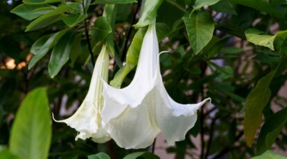 35 Flowers For a Lush, Tropical Garden