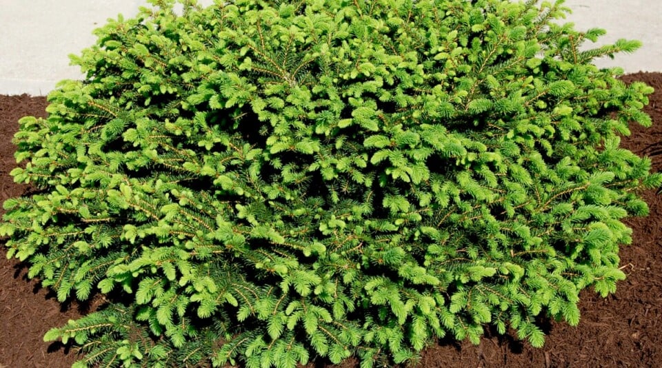 25 Low Maintenance Shrubs That Thrive On Neglect