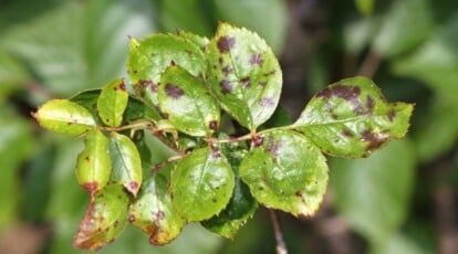 15 Common Problems Every Rose Gardener Will Face