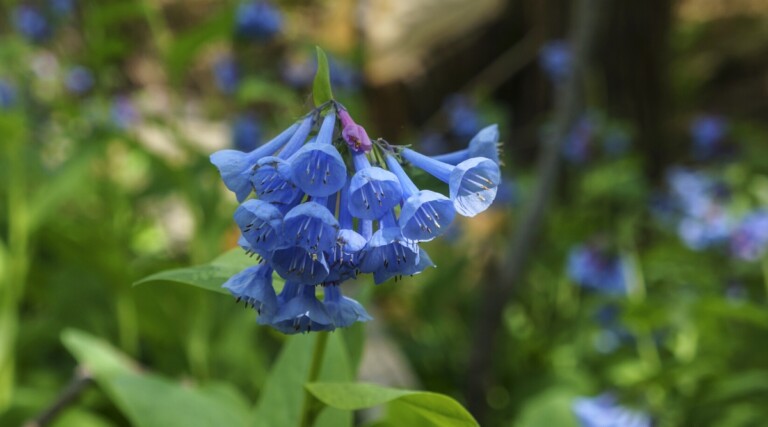 17 Native Plants to Add to Your Shade Garden