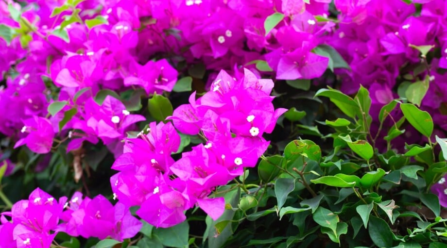 30 Beautiful Host Plants For Butterflies