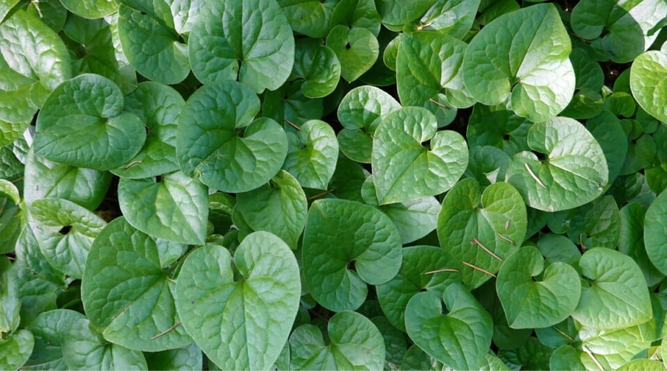 How to Plant, Grow and Care For Wild Ginger