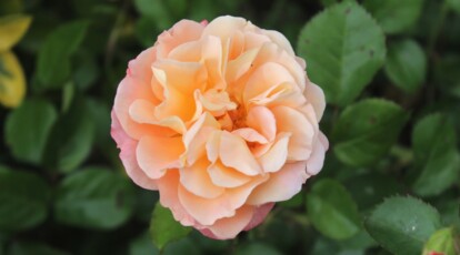 17 Fast Growing Roses to Plant This Season