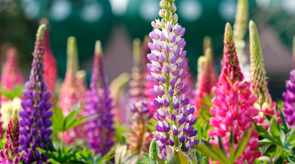 15 Cover Crops That Can Double as a Pollinator Patch