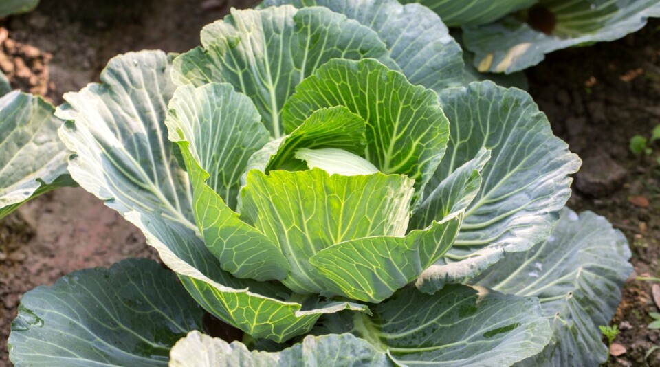 17 Companion Plants to Grow With Beets