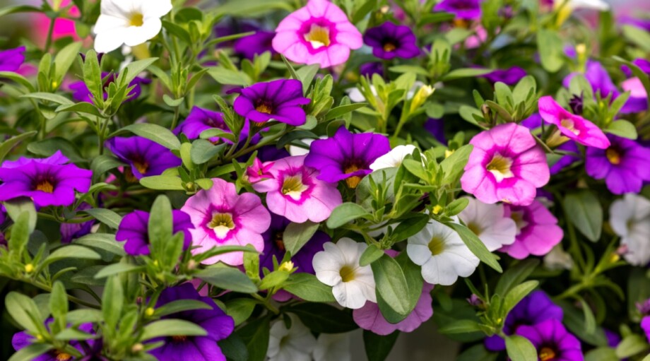 27 Beautiful Flowering Plants That Will Rebloom All Season