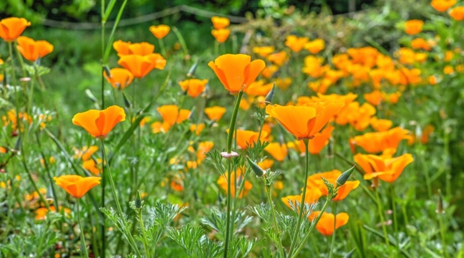 How to Plant, Grow and Care For California Poppies