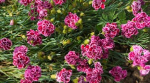 How to Plant, Grow and Care For Carnation Flowers