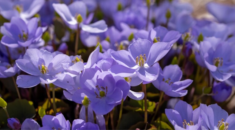 How to Plant, Grow and Care For Twinleaf Flowers