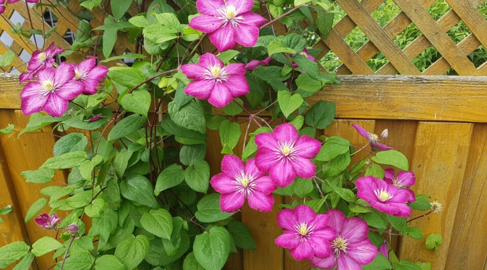 How to Propagate Clematis From Cuttings in 7 Simple Steps
