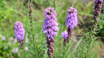 When do Blazing Star Flowers Bloom?