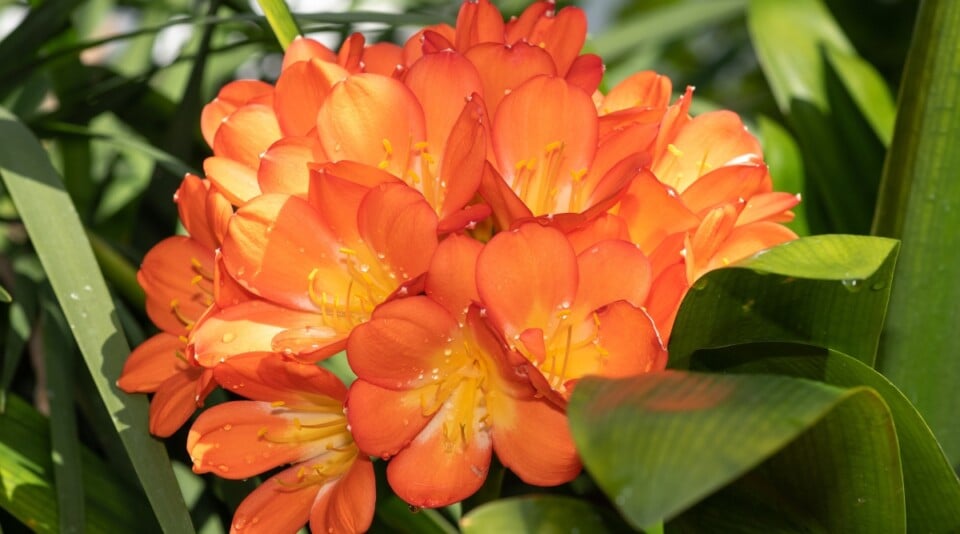 35 Flowers For a Lush, Tropical Garden