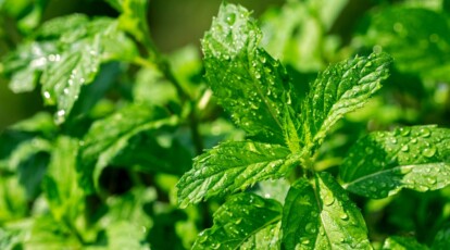 How to Plant, Grow and Care For Peppermint