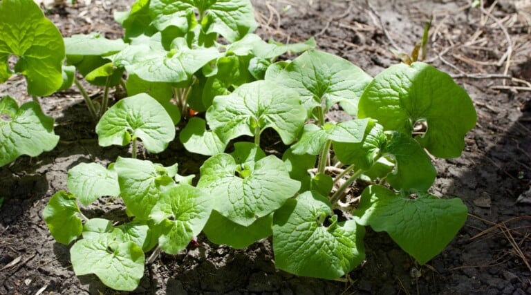 How to Plant, Grow and Care For Wild Ginger