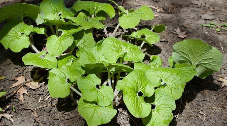 How to Plant, Grow and Care For Wild Ginger
