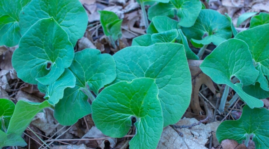 How to Plant, Grow and Care For Wild Ginger