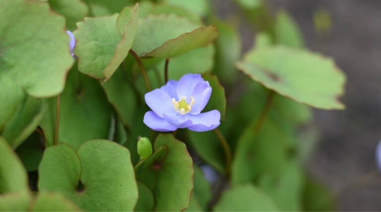 How to Plant, Grow and Care For Twinleaf Flowers