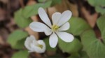 How to Plant, Grow and Care For Twinleaf Flowers