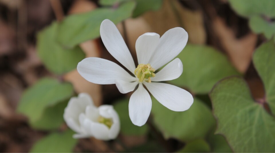 How to Plant, Grow and Care For Twinleaf Flowers