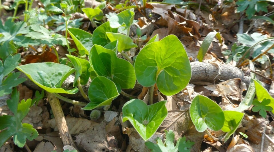 How to Plant, Grow and Care For Wild Ginger