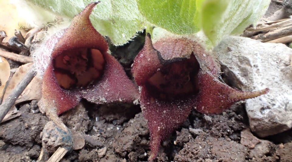 How to Plant, Grow and Care For Wild Ginger