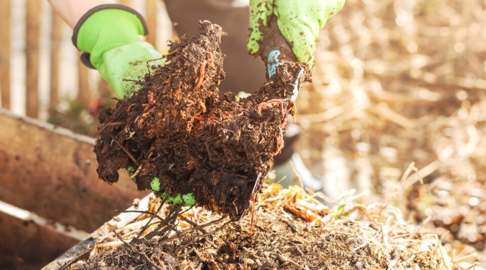 5 Composting Myths You Shouldn't Believe