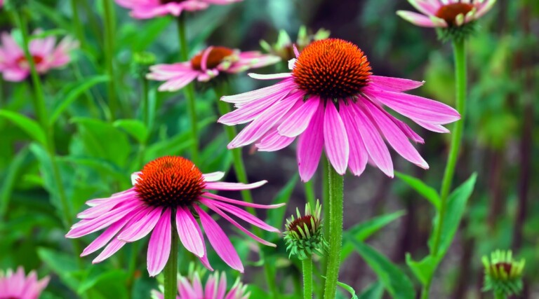 27 Native Plants That Will Support Pollinators in the Fall