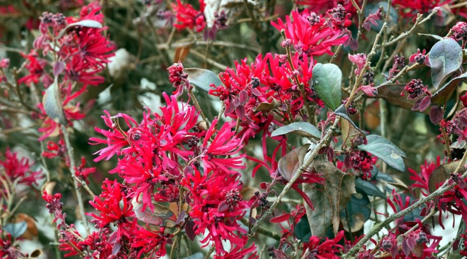 27 Low-Maintenance Shrubs That Thrive on Neglect