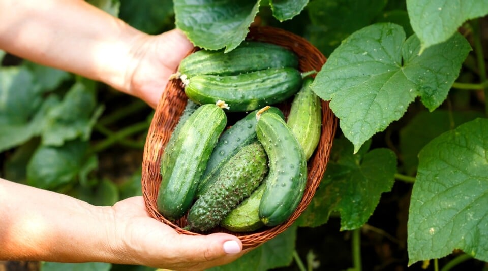 15 Mistakes to Avoid When Growing Cucumbers This Season