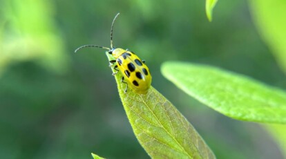 15 Garden Pests To Watch Out For This Season