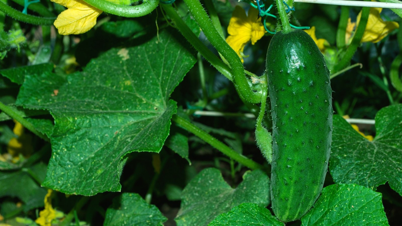 15 Mistakes To Avoid When Growing Cucumbers This Season