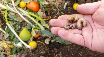 5 Composting Myths You Shouldn't Believe