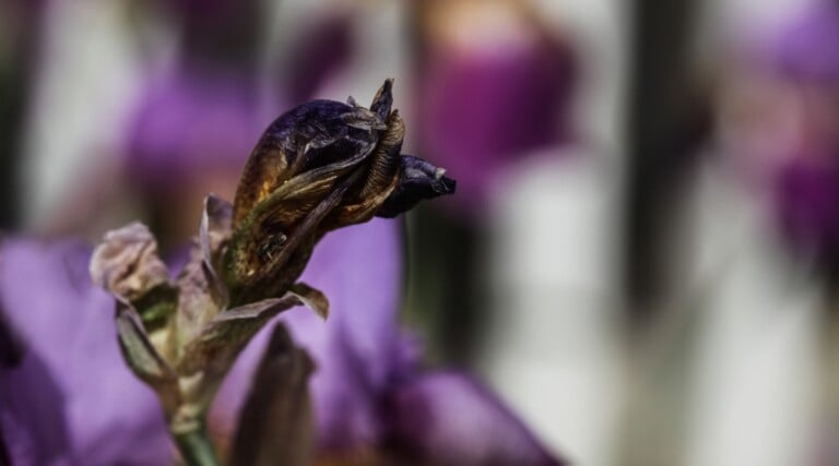9 Reasons Your Irises Are Brown, Wilted, or Dying