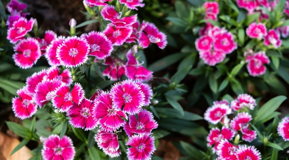 How to Plant, Grow and Care For Carnation Flowers