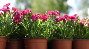 How to Plant, Grow and Care For Carnation Flowers