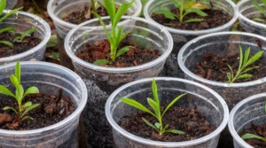 How to Plant, Grow and Care For Carnation Flowers