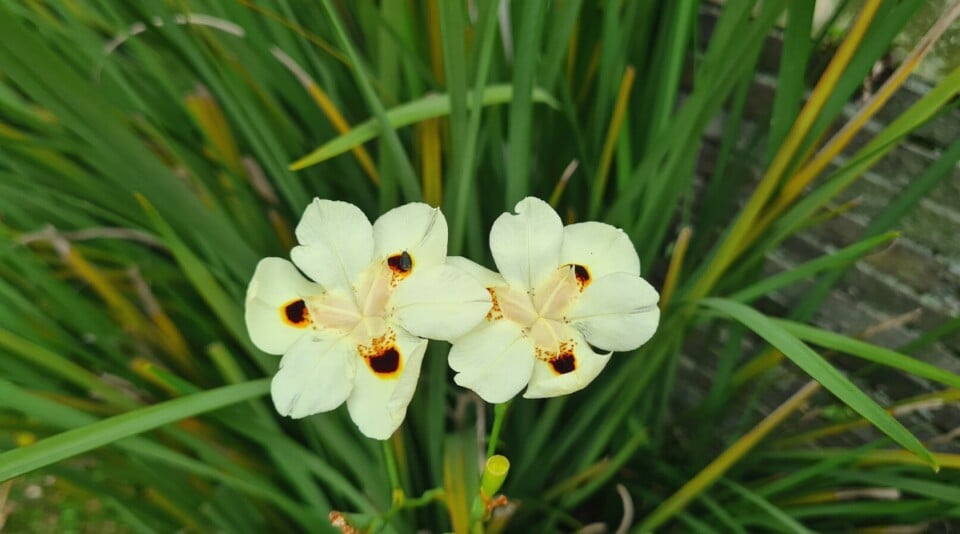 9 Reasons to Plant Bicolor Irises This Season