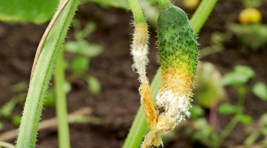 15 Mistakes to Avoid When Growing Cucumbers This Season